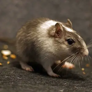 Mongolian Gerbil - Facts, Diet, Habitat & Pictures on Animalia.bio