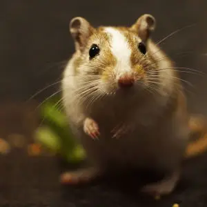 Mongolian Gerbil - Facts, Diet, Habitat & Pictures on Animalia.bio