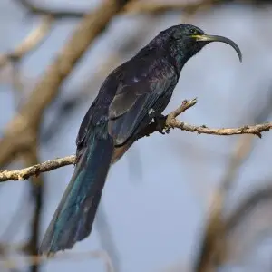 Common scimitarbill - Facts, Diet, Habitat & Pictures on Animalia.bio