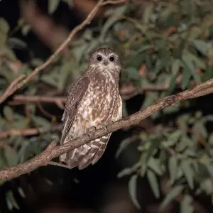 Australian boobook - Facts, Diet, Habitat & Pictures on Animalia.bio