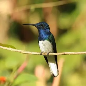 White-necked jacobin - Facts, Diet, Habitat & Pictures on Animalia.bio