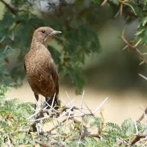 Ant-eating chat - Facts, Diet, Habitat & Pictures on Animalia.bio