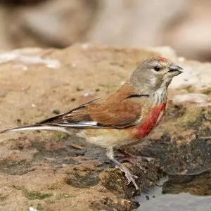 Common linnet - Facts, Diet, Habitat & Pictures on Animalia.bio