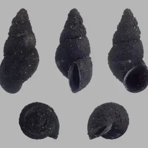 New Zealand mud snail - Facts, Diet, Habitat & Pictures on Animalia.bio