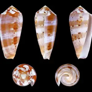 Conus circumcisus - Facts, Diet, Habitat & Pictures on Animalia.bio