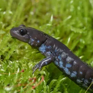 Blue-spotted salamander - Facts, Diet, Habitat & Pictures on Animalia.bio