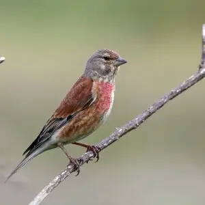 Common linnet - Facts, Diet, Habitat & Pictures on Animalia.bio