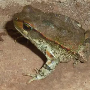 Schismaderma carens - факти, дієта, ареал і фотографії на Animalia.bio