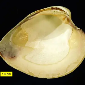 Hard clam - Facts, Diet, Habitat & Pictures on Animalia.bio