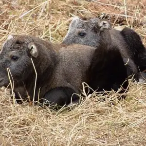 Bhutan takin - Facts, Diet, Habitat & Pictures on Animalia.bio