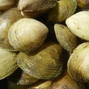 Venerupis philippinarum - факти, дієта, ареал і фотографії на Animalia.bio