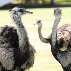 Greater rhea - Facts, Diet, Habitat & Pictures on Animalia.bio