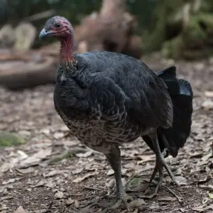 Australian brushturkey - Facts, Diet, Habitat & Pictures on Animalia.bio