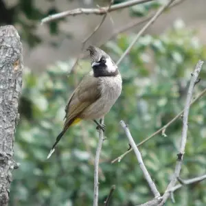 Himalayan bulbul - Facts, Diet, Habitat & Pictures on Animalia.bio