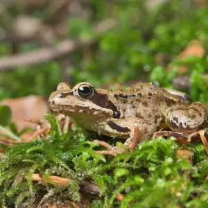 Common frog - Facts, Diet, Habitat & Pictures on Animalia.bio