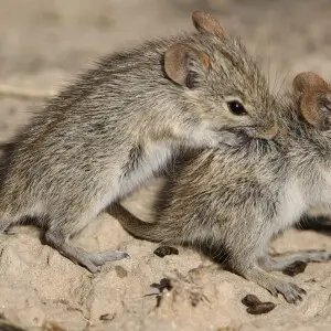 Four-striped grass mouse - Facts, Diet, Habitat & Pictures on Animalia.bio