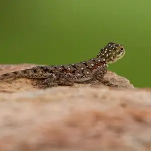Agama lionotus - Facts, Diet, Habitat & Pictures on Animalia.bio