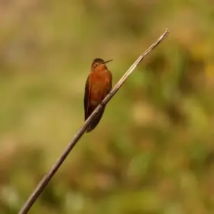 Shining sunbeam - Facts, Diet, Habitat & Pictures on Animalia.bio