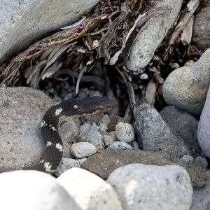 Alsophis antillensis - факти, дієта, ареал і фотографії на Animalia.bio