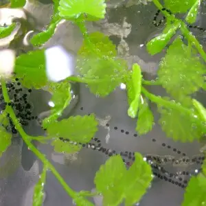 Wyoming toad - Facts, Diet, Habitat & Pictures on Animalia.bio