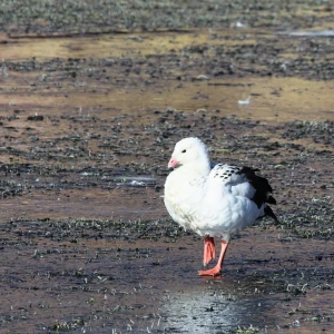 Andean goose - Facts, Diet, Habitat & Pictures on Animalia.bio
