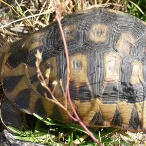 Angulate tortoise - Facts, Diet, Habitat & Pictures on Animalia.bio