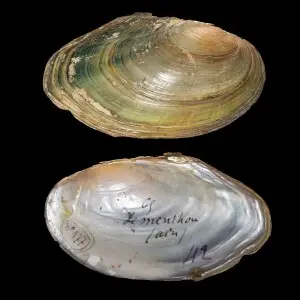 Duck mussel - Facts, Diet, Habitat & Pictures on Animalia.bio