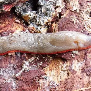 Red slug - Facts, Diet, Habitat & Pictures on Animalia.bio