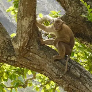 Assam macaque - Facts, Diet, Habitat & Pictures on Animalia.bio