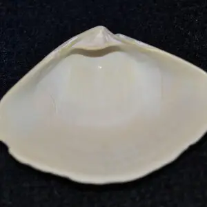 Atlantic surf clam - Facts, Diet, Habitat & Pictures on Animalia.bio