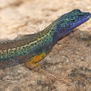 Broadley's flat lizard - Facts, Diet, Habitat & Pictures on Animalia.bio