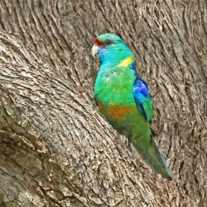 Australian ringneck - Facts, Diet, Habitat & Pictures on Animalia.bio