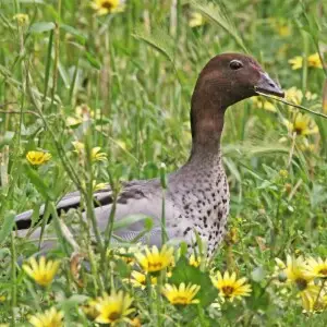 Australian wood duck - Facts, Diet, Habitat & Pictures on Animalia.bio
