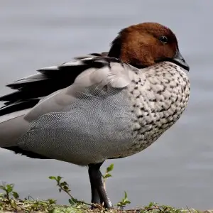 Australian wood duck - Facts, Diet, Habitat & Pictures on Animalia.bio