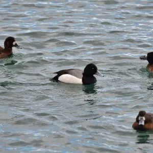 Lesser scaup - Facts, Diet, Habitat & Pictures on Animalia.bio