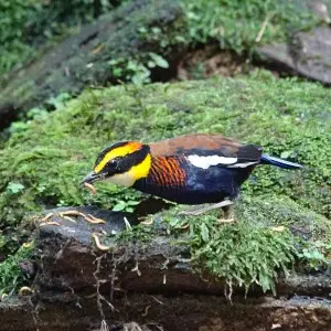 Malayan banded pitta - Facts, Diet, Habitat & Pictures on Animalia.bio