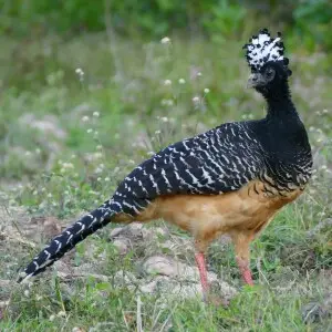 Bare-faced curassow - Facts, Diet, Habitat & Pictures on Animalia.bio