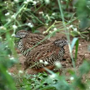 Barred buttonquail - Facts, Diet, Habitat & Pictures on Animalia.bio