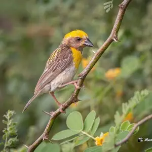 Baya weaver - Facts, Diet, Habitat & Pictures on Animalia.bio