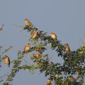 Baya weaver - Facts, Diet, Habitat & Pictures on Animalia.bio