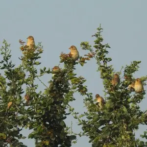 Baya weaver - Facts, Diet, Habitat & Pictures on Animalia.bio