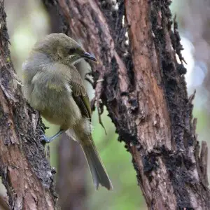 New Zealand bellbird - Facts, Diet, Habitat & Pictures on Animalia.bio