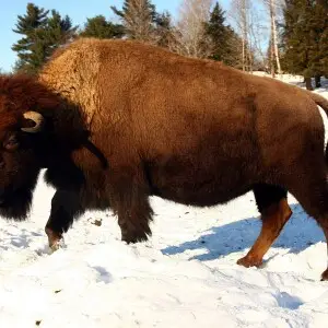Wood bison - Facts, Diet, Habitat & Pictures on Animalia.bio
