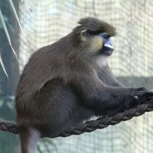 Moustached guenon - Facts, Diet, Habitat & Pictures on Animalia.bio