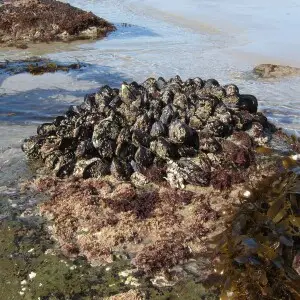 Blue mussel - Facts, Diet, Habitat & Pictures on Animalia.bio