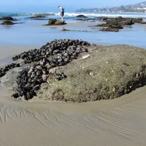 Blue mussel - Facts, Diet, Habitat & Pictures on Animalia.bio