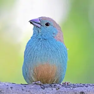 Blue waxbill - Facts, Diet, Habitat & Pictures on Animalia.bio