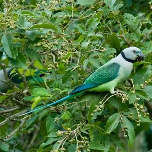 Blue-winged parakeet - Facts, Diet, Habitat & Pictures on Animalia.bio
