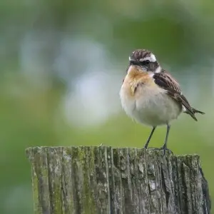 Whinchat - Facts, Diet, Habitat & Pictures on Animalia.bio