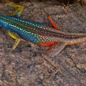 Broadley's flat lizard - Facts, Diet, Habitat & Pictures on Animalia.bio